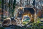 How Wolves Choose Their Alpha And Why That Term Might Be Misleading