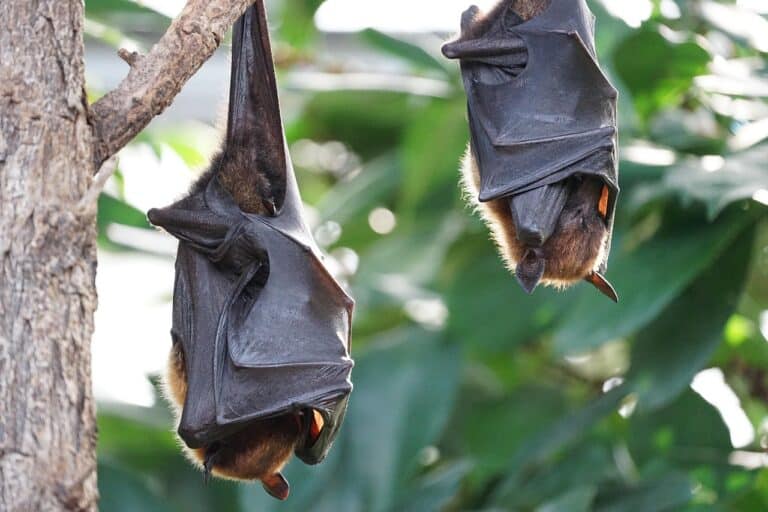 Bats Hunt in Complete Darkness Using a Skill That Works Like Sonar