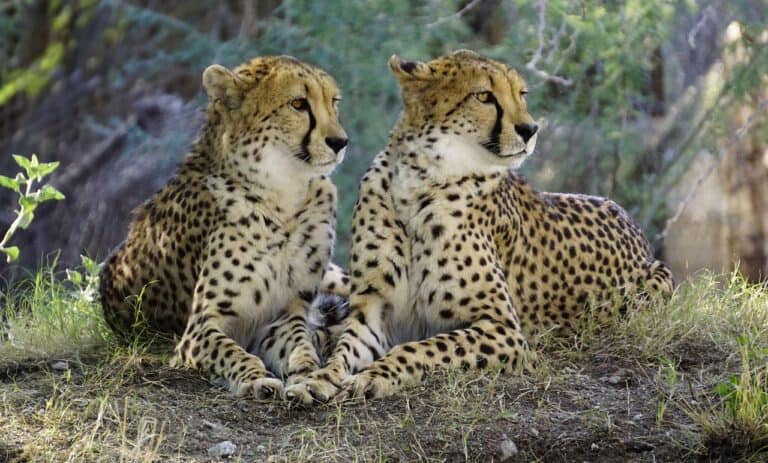 Understanding CITES: The Treaty Protecting Endangered Species - Animals ...