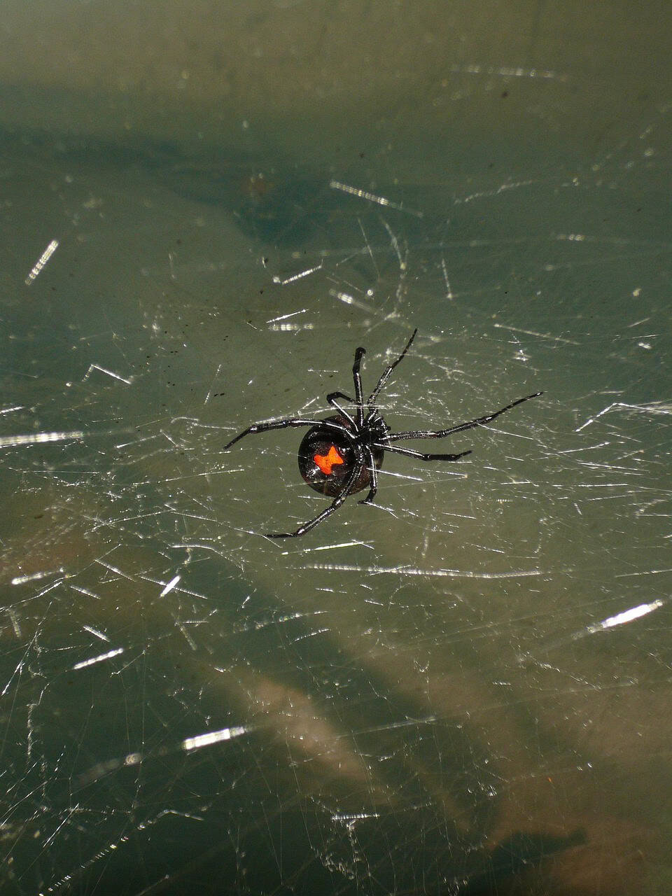 20 Most Dangerous Insects You Should Avoid at All Costs - Animals ...