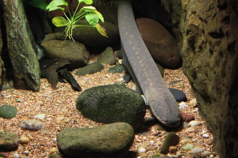 Electric Eels Can Stun Their Prey From a Distance, But They Also Use ...