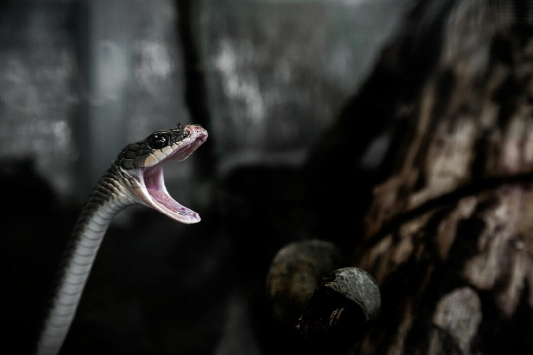 14 Myths About Snakes Debunked by Experts - Animals Around The Globe