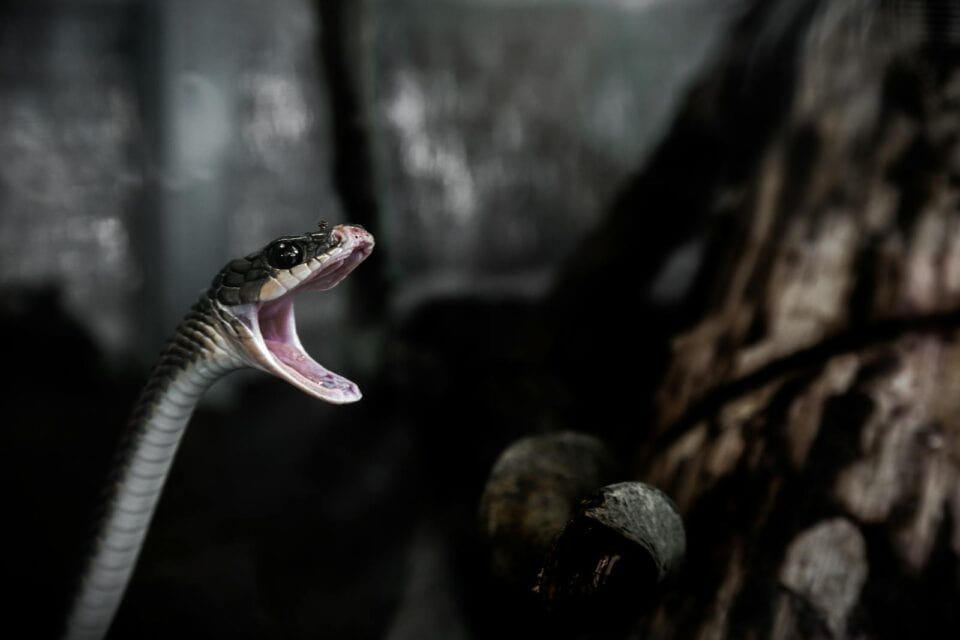 12 Startling Facts About Venomous Creatures Around the World - Animals ...
