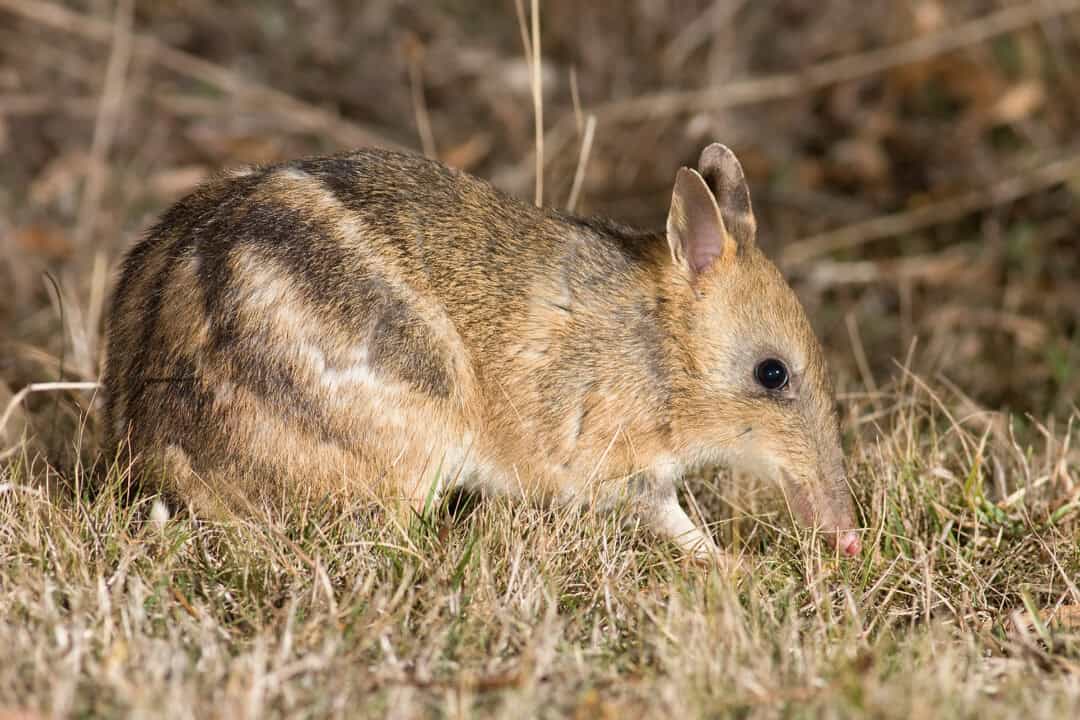 15 Nocturnal Animals You will Only See After Dark - Animals Around The ...