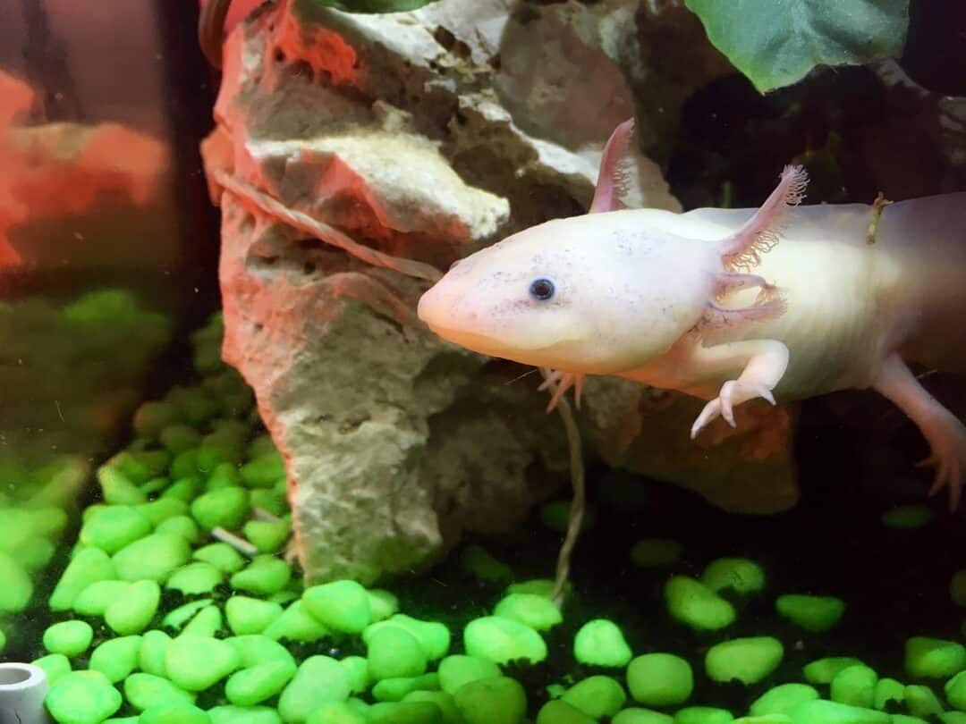 14 Exotic Pets That Are Surprisingly Affectionate - Animals Around The ...