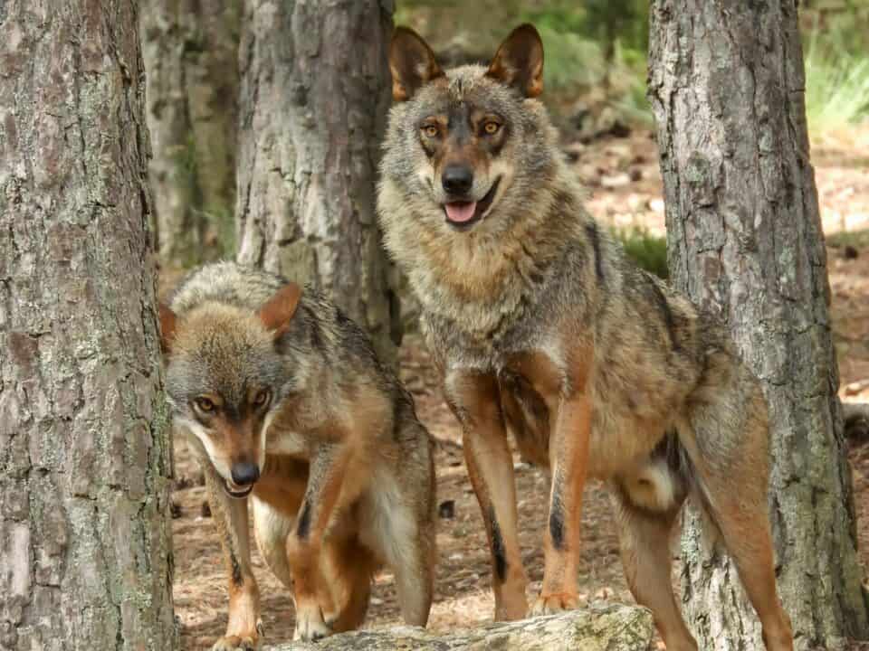 The Wild Wolves of Montana and Their Impact on the Ecosystem - Animals ...