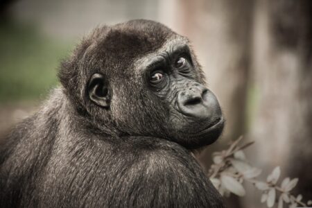 The Economics of Wildlife Trafficking: Understanding the Demand ...