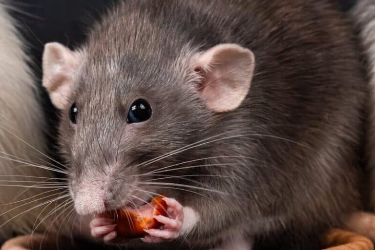 12 Creatures That Understand Fairness and Justice - Animals Around The ...