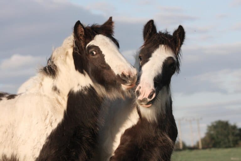 14 Rare Horse Breeds You Didn’t Know About - Animals Around The Globe