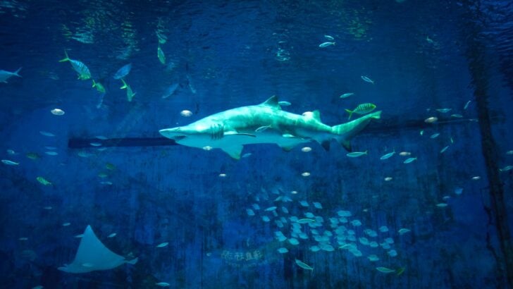 Why Do Some Sharks Glow in the Dark? - Animals Around The Globe