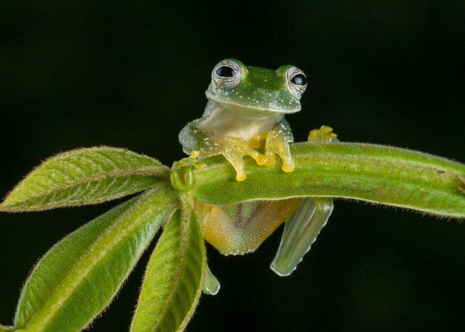 The Transparent Marvel: Meet the Glass Frog - Animals Around The Globe