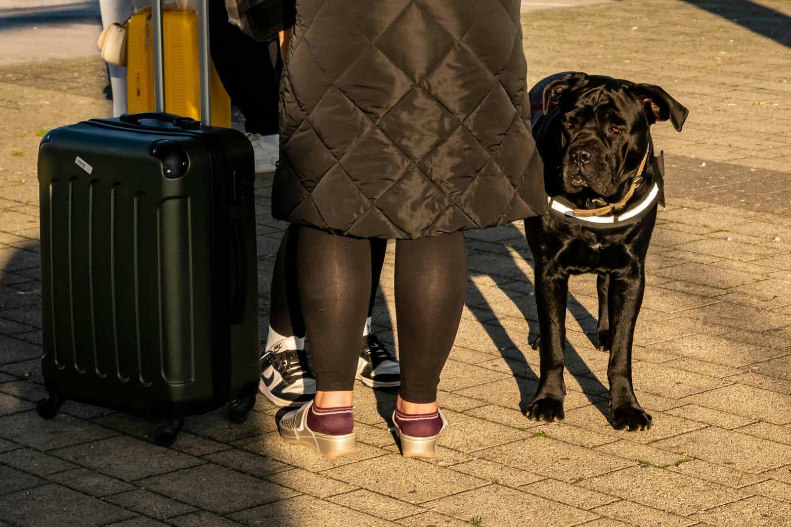 Why Some Dog Breeds Hate Being Left Alone - Animals Around The Globe