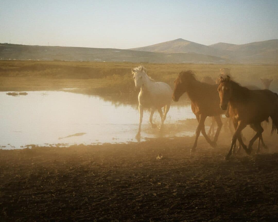 12 Fascinating Facts About Wild Mustangs - Animals Around The Globe