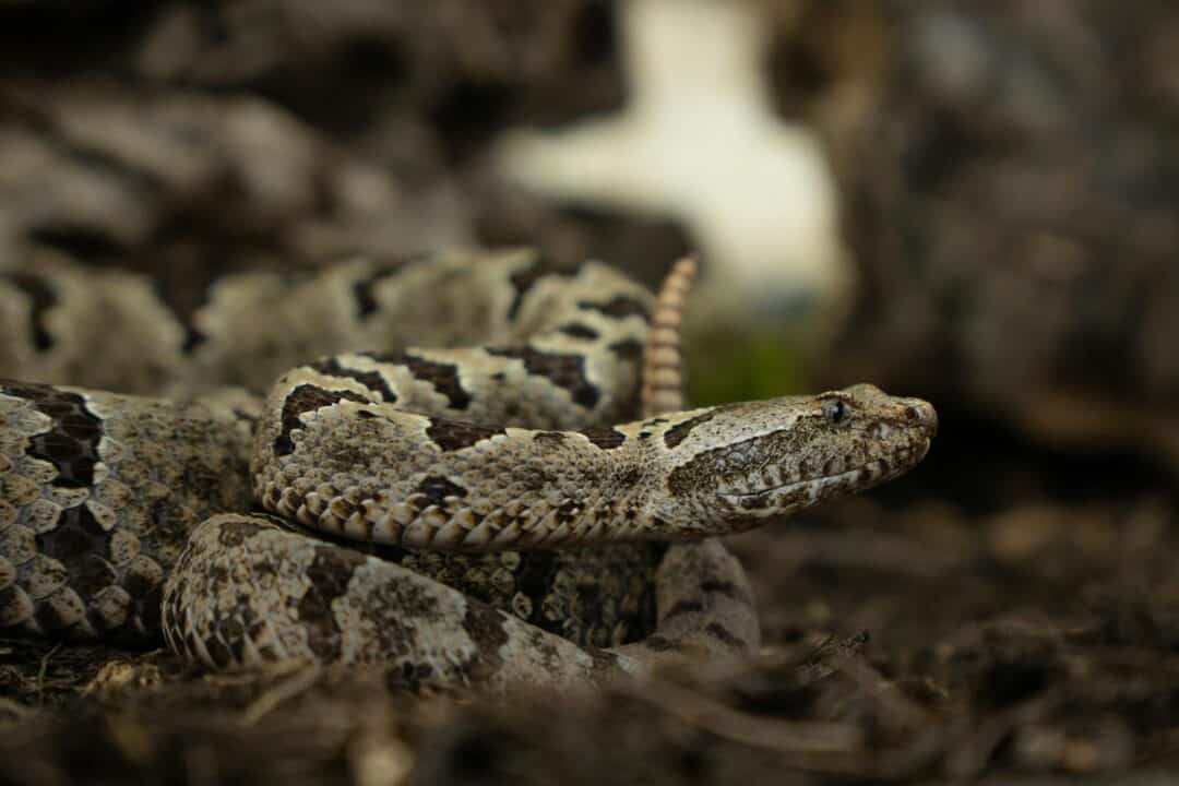 18 Myths About Snakes and Weather Debunked