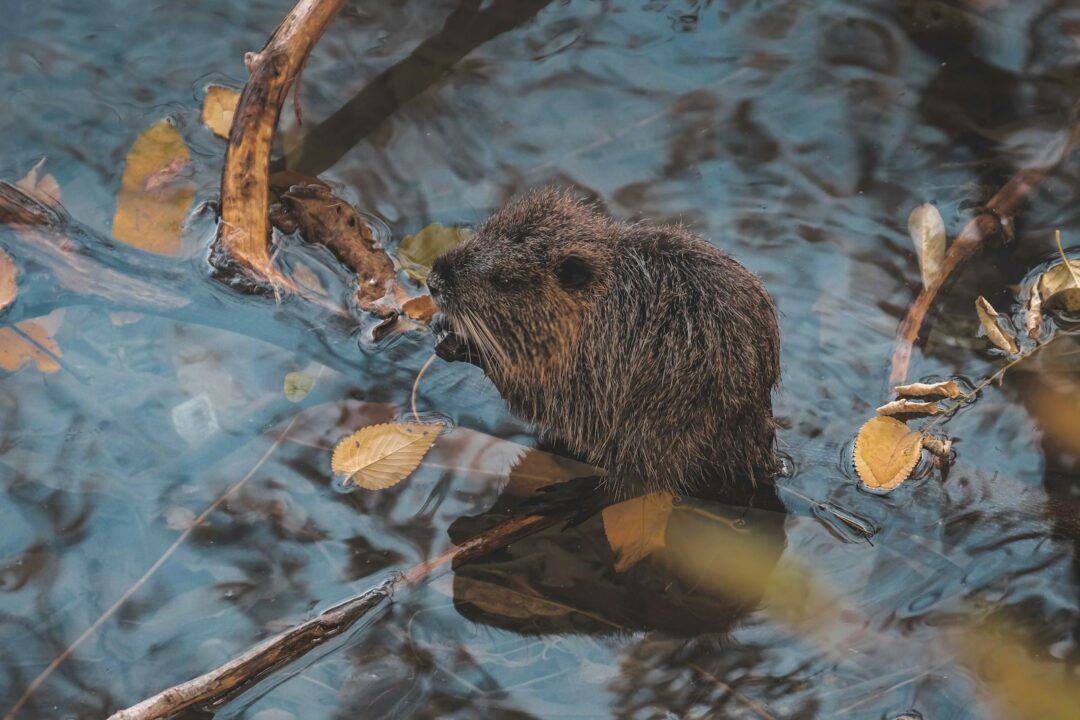 How Beavers Are Shaping Entire Ecosystems Across North America