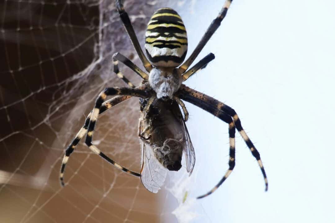11 Creatures That Ambush Their Prey - Animals Around The Globe