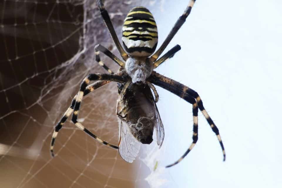 11 Creatures That Ambush Their Prey - Animals Around The Globe