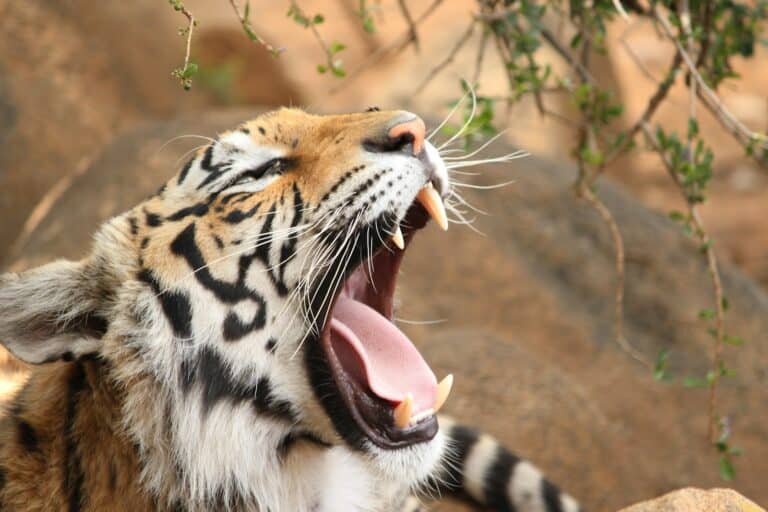 Why World Wildlife Day Matters & 9 Shocking Facts About Animal Decline ...