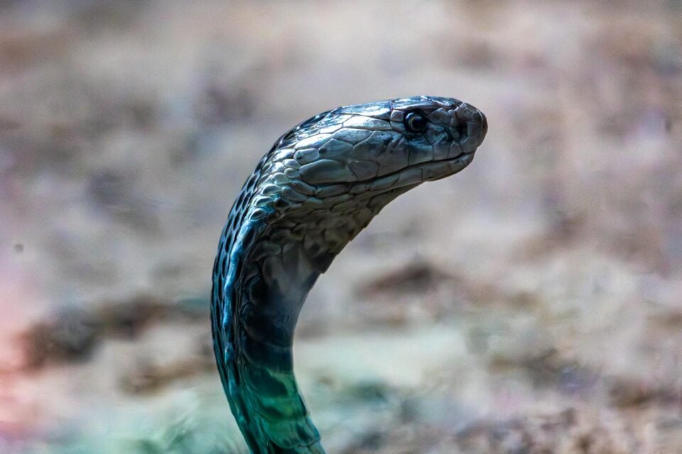 The 15 Most Aggressive Snakes in the World—And Why They Attack Without ...