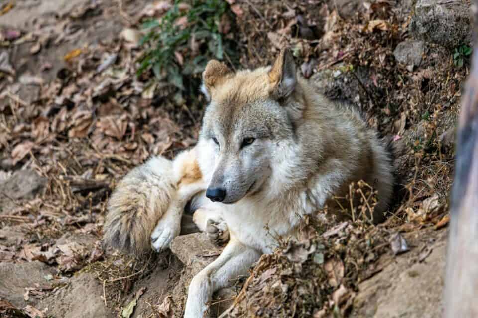 Meet the World’s Largest Wolf Ever Recorded – Its Size is Unreal!