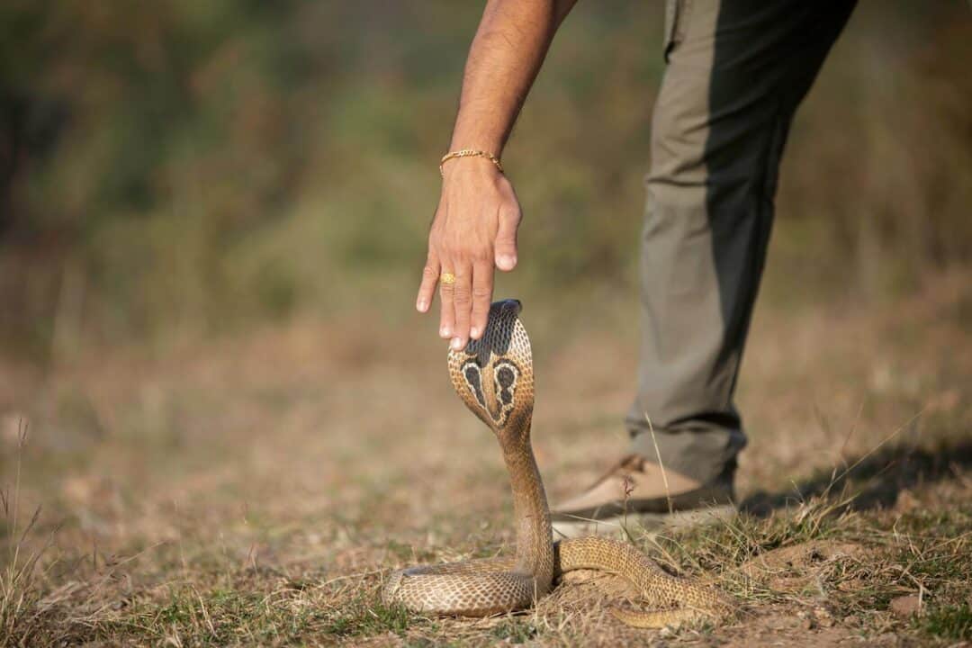 Do Snakes Get Attached to Their Owners? - Animals Around The Globe