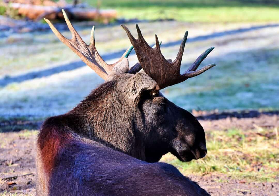 The Largest Moose Ever Spotted in the Northern U.S.