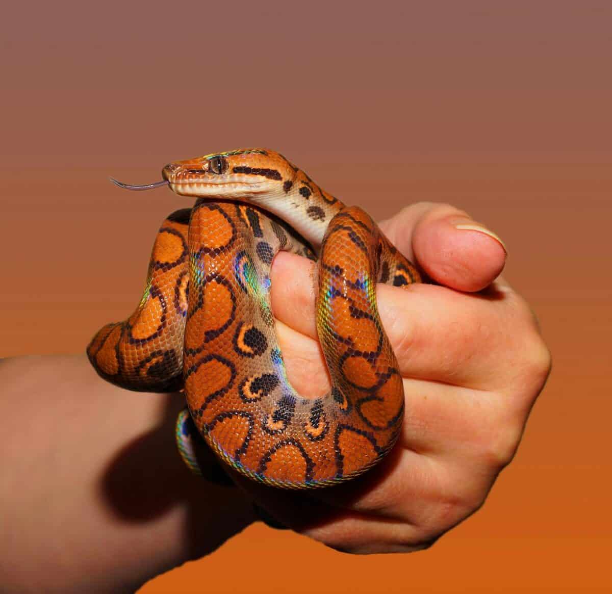 The Fastest Striking Snakes in the World - Animals Around The Globe