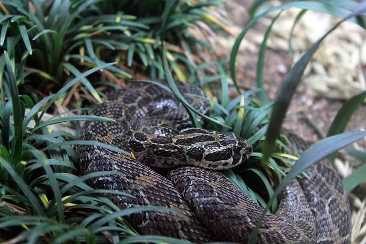 The Most Venomous Creatures Lurking in the Amazon Rainforest - Animals ...