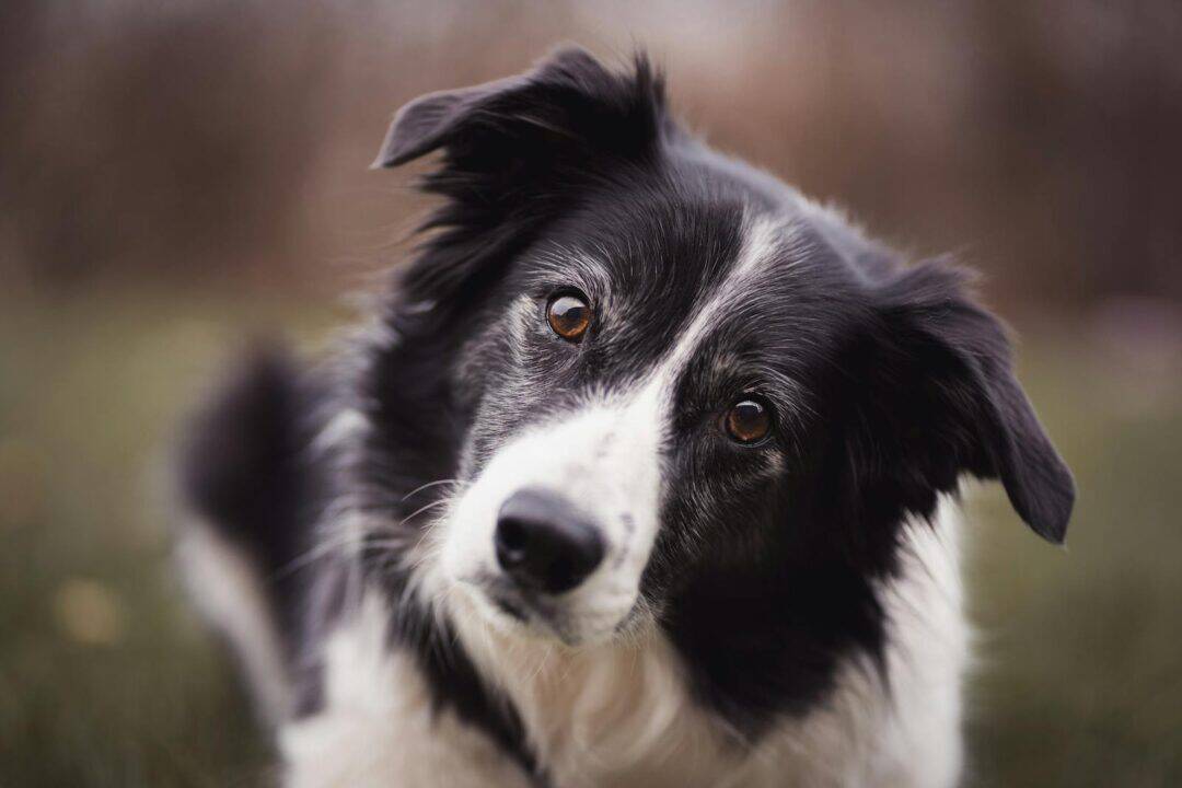 20 Best Working Dogs for Farm and Livestock Protection