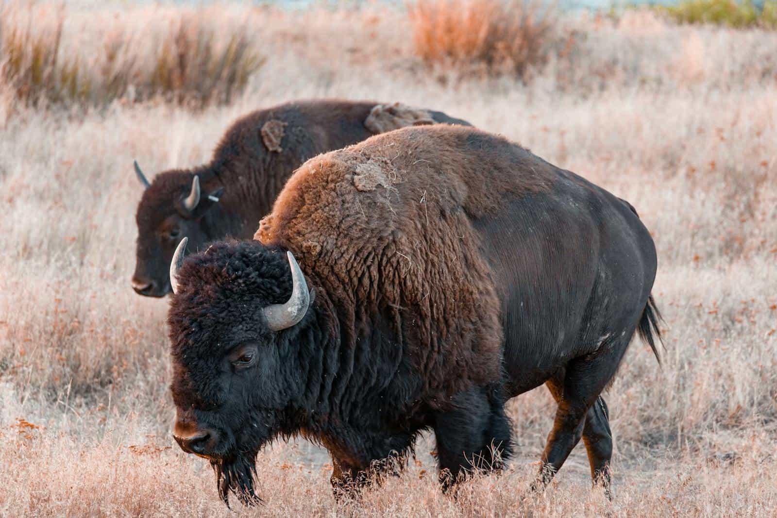 How Bison Survive Freezing Temperatures Without Shelter - Animals ...