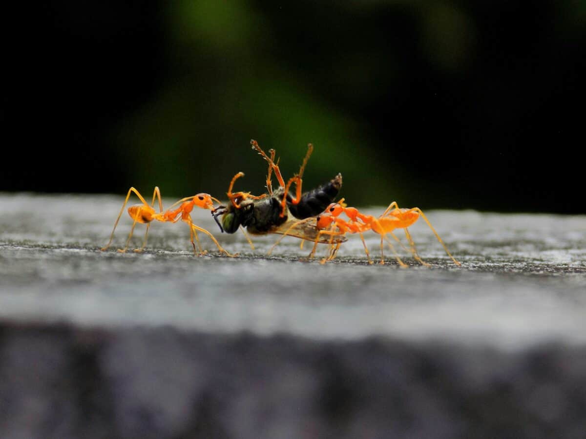 13 Fastest Insects in the World - Animals Around The Globe