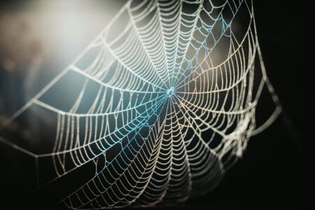 A Newly Discovered Spider Species Can Create the Strongest Web Ever ...