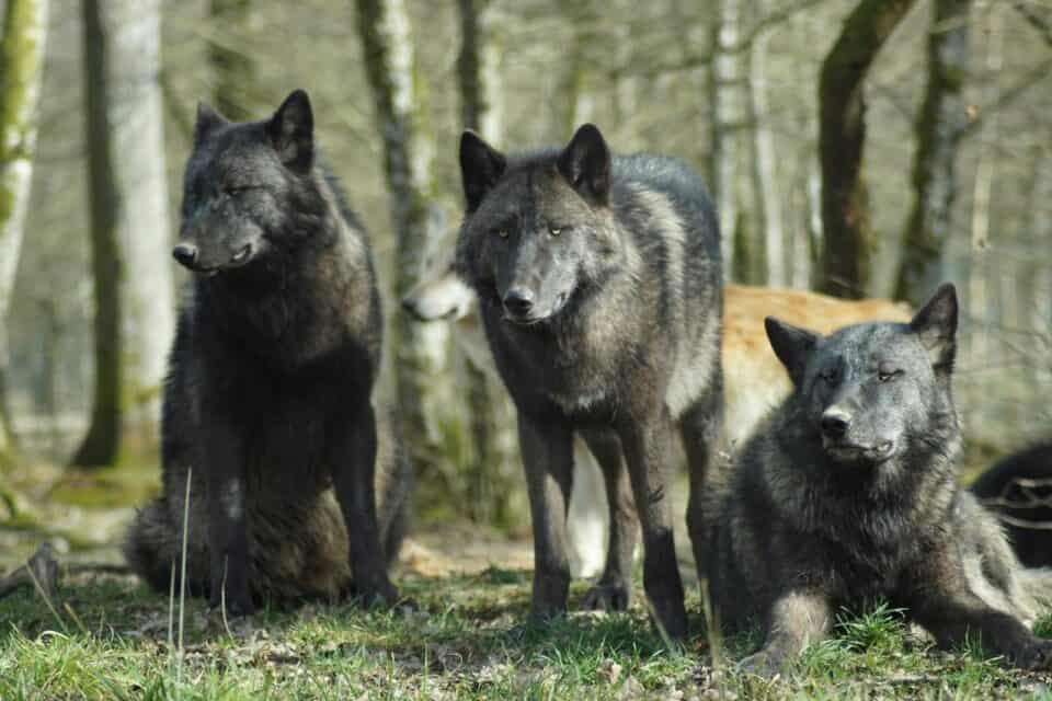 Wolves Are Making a Comeback in Yellowstone, and It’s Changing the ...