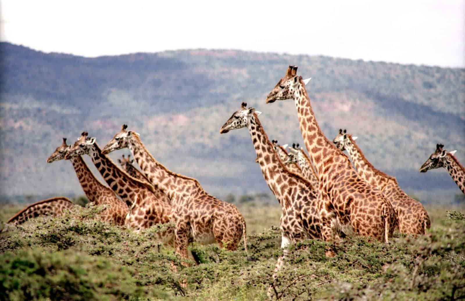 14 Fascinating Facts About Giraffes - Animals Around The Globe