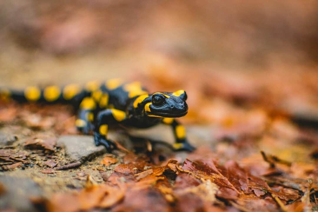 Top 10 Animals and Wildlife in the Alps - Animals Around The Globe