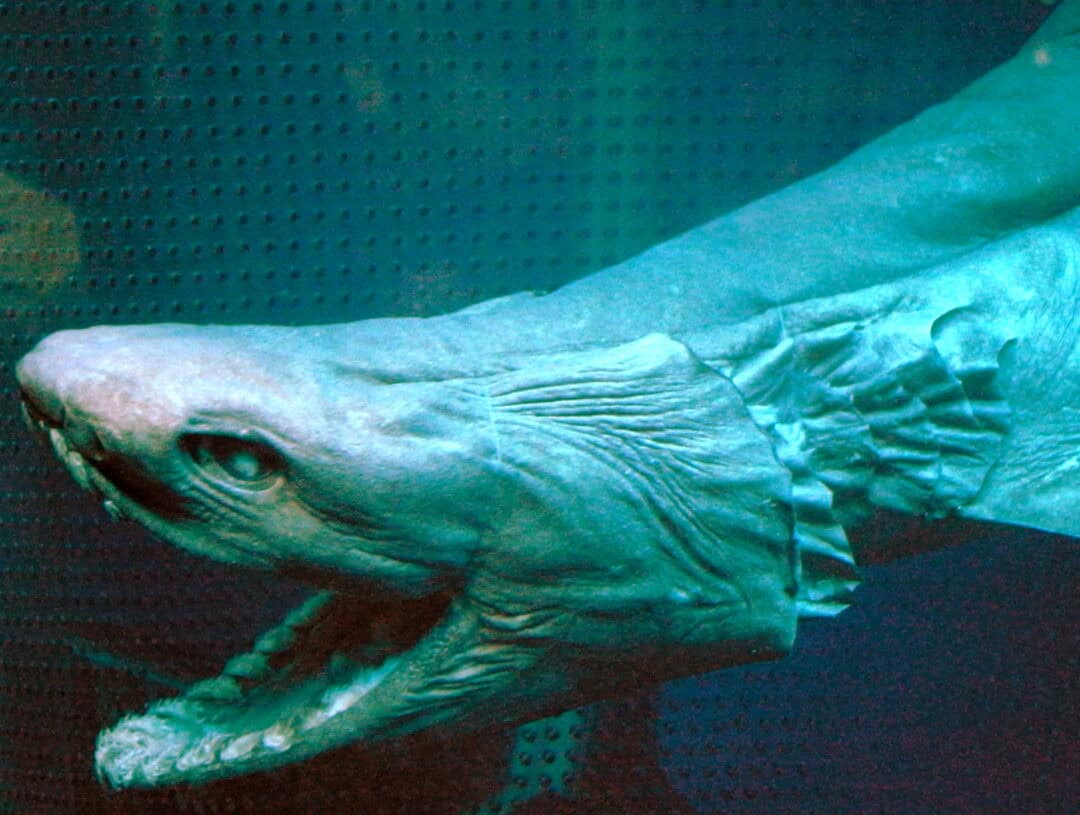 12 Deep Sea Animals With Terrifying Adaptations - Animals Around The Globe