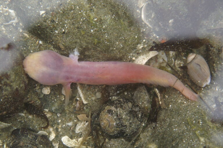 15 Animals That Live in the Deepest Oceans - Animals Around The Globe