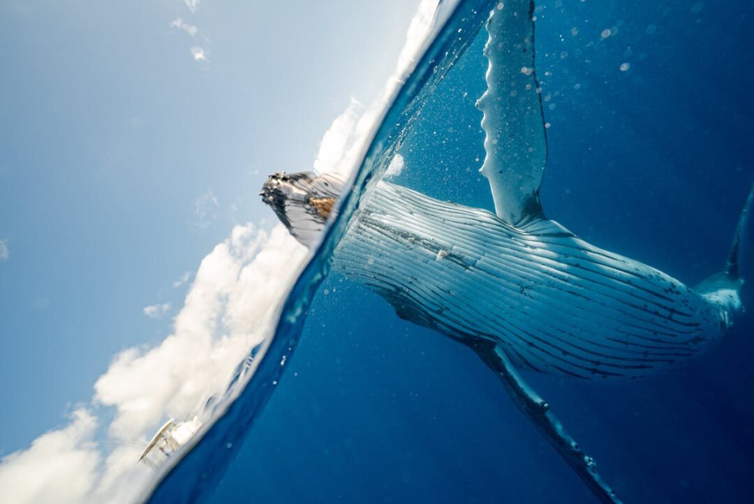 The Biggest Blue Whale Ever Spotted in US Waters - Animals Around The Globe