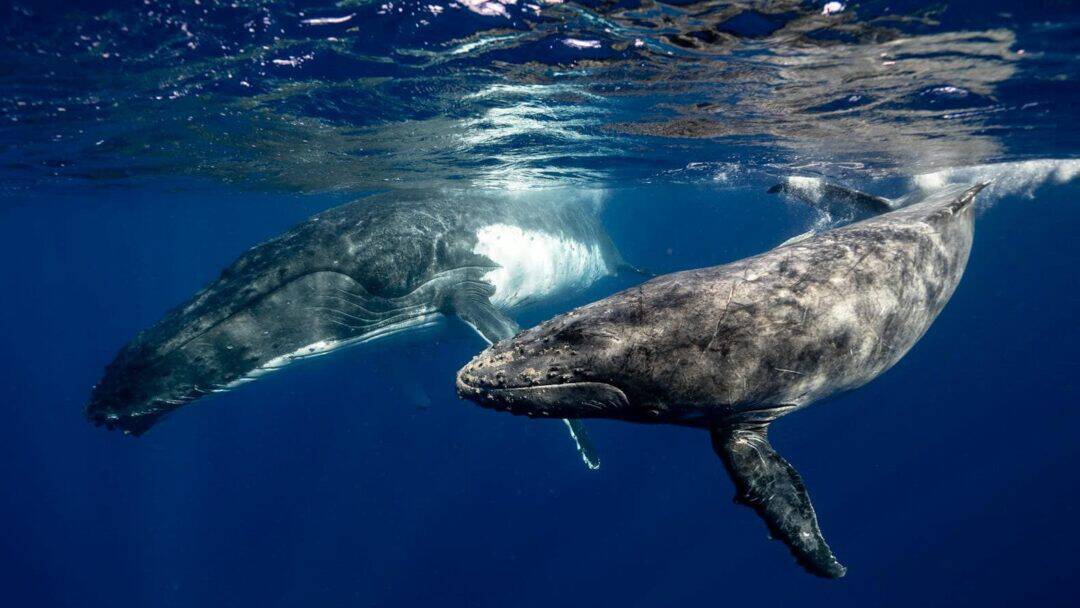 Why More Whales Are Washing Up on Beaches—And What Scientists Are ...