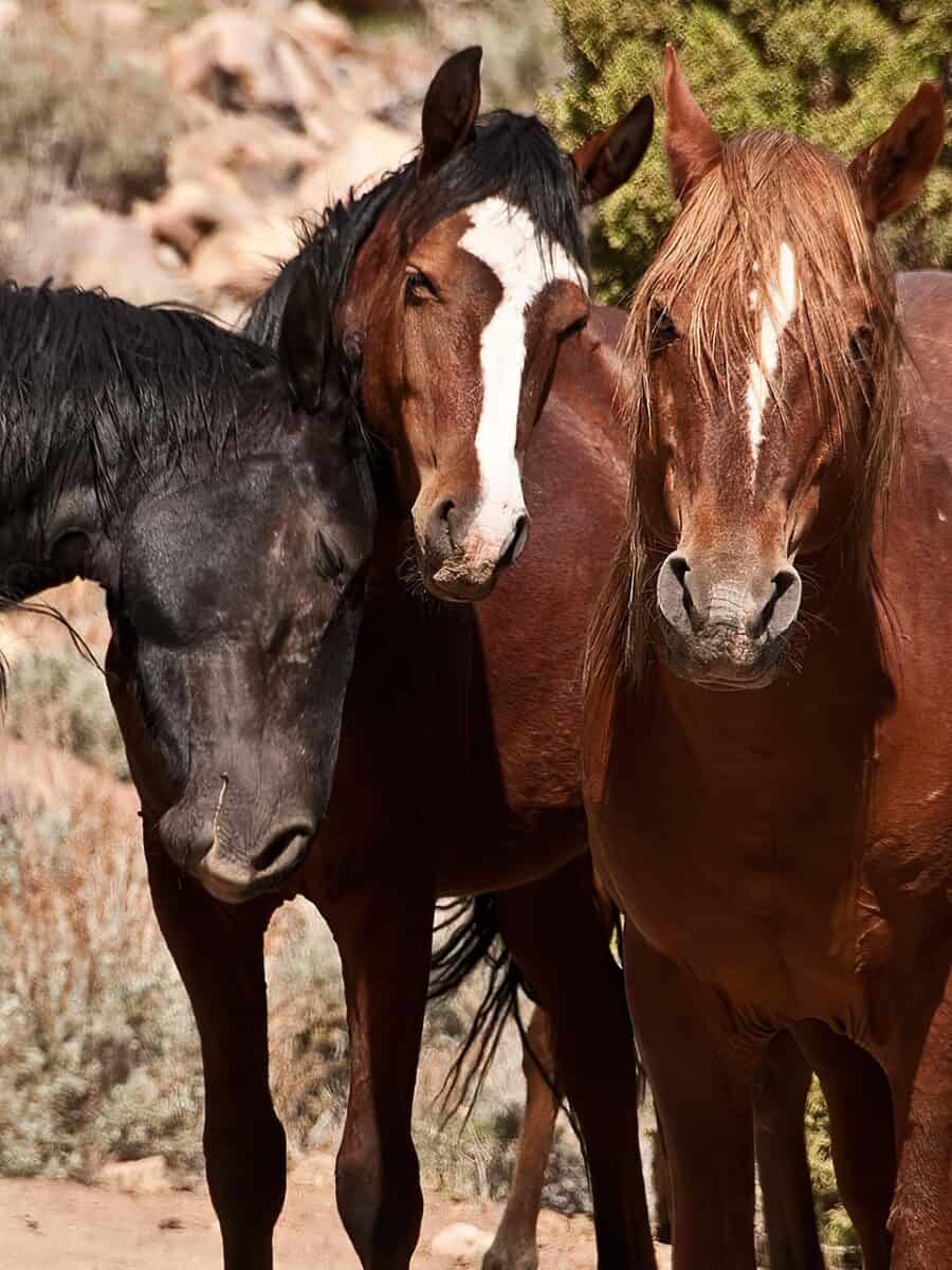 12 Fascinating Facts About Wild Mustangs - Animals Around The Globe