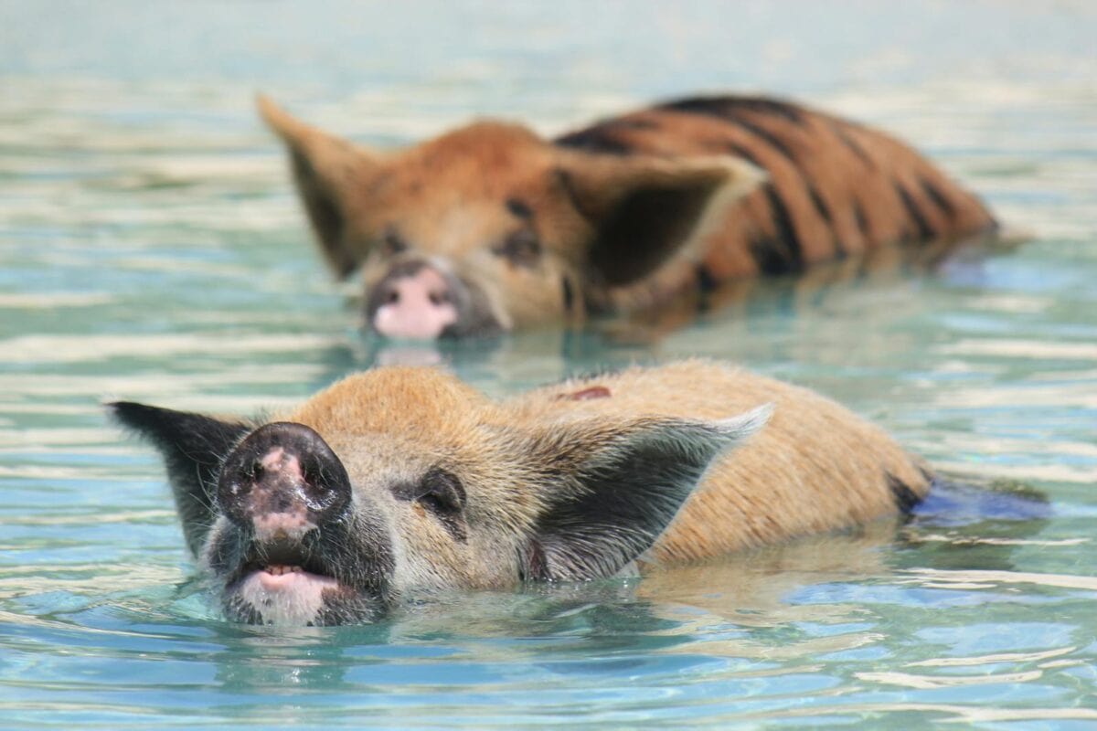 Why Pigs Are Smarter Than You Think—Backed by Research