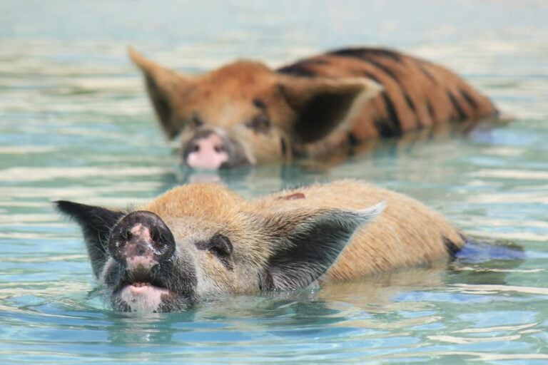 Why Pigs Are Smarter Than You Think—Backed by Research