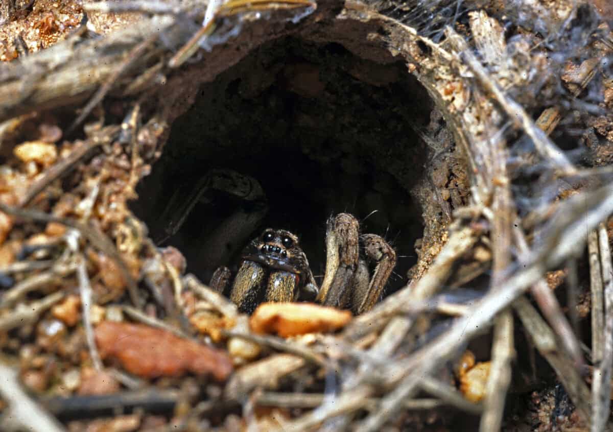The Ingenious Venandi Tactics of the Trapdoor Spider - Animals Around ...