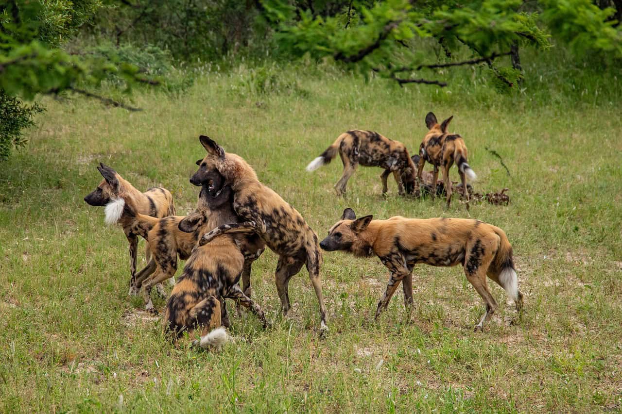 How Wild Dogs Work Together to Take Down Prey - Animals Around The Globe
