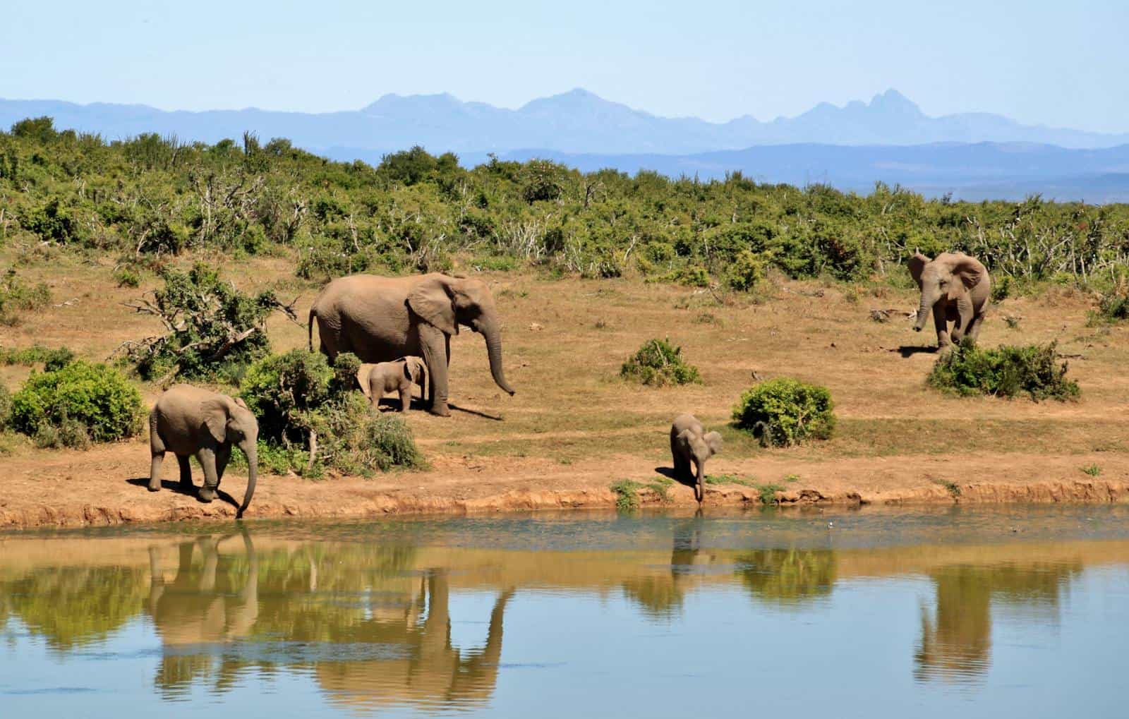 Elephants Never Forget, But Science Just Discovered How Their Memory ...