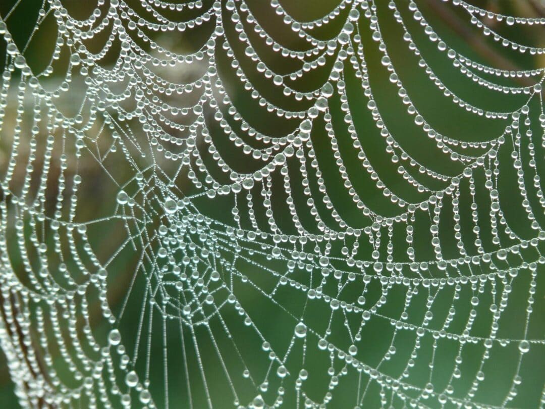20 Rare Spider Species and Their Unique Traits - Animals Around The Globe