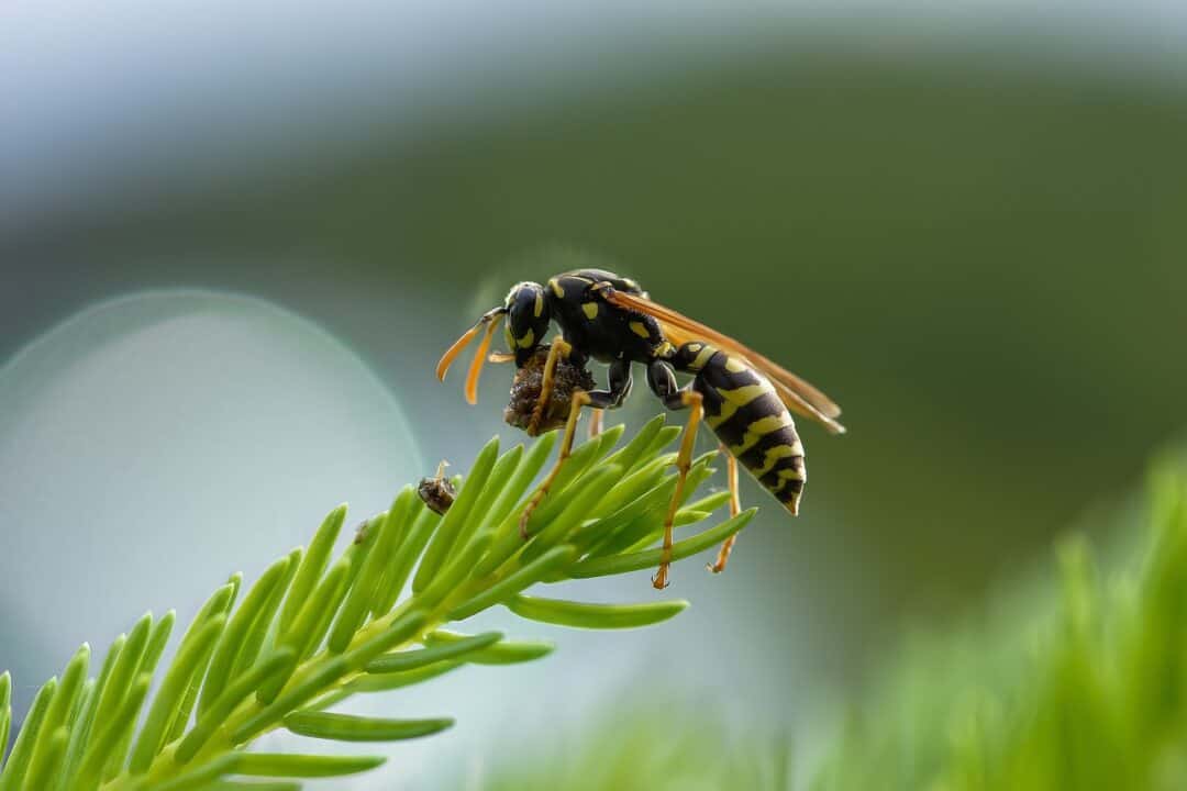 22 Most Venomous Insects You Should Avoid - Animals Around The Globe