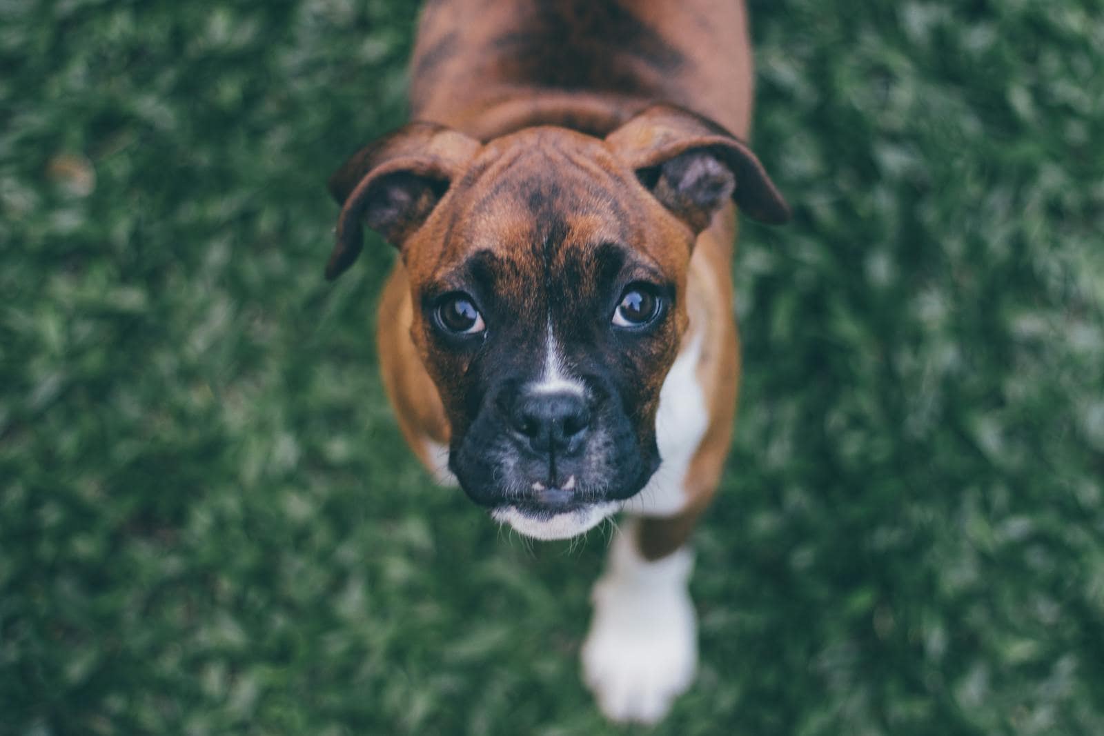 25 Most Loyal and Strongest Dog Breeds - Animals Around The Globe