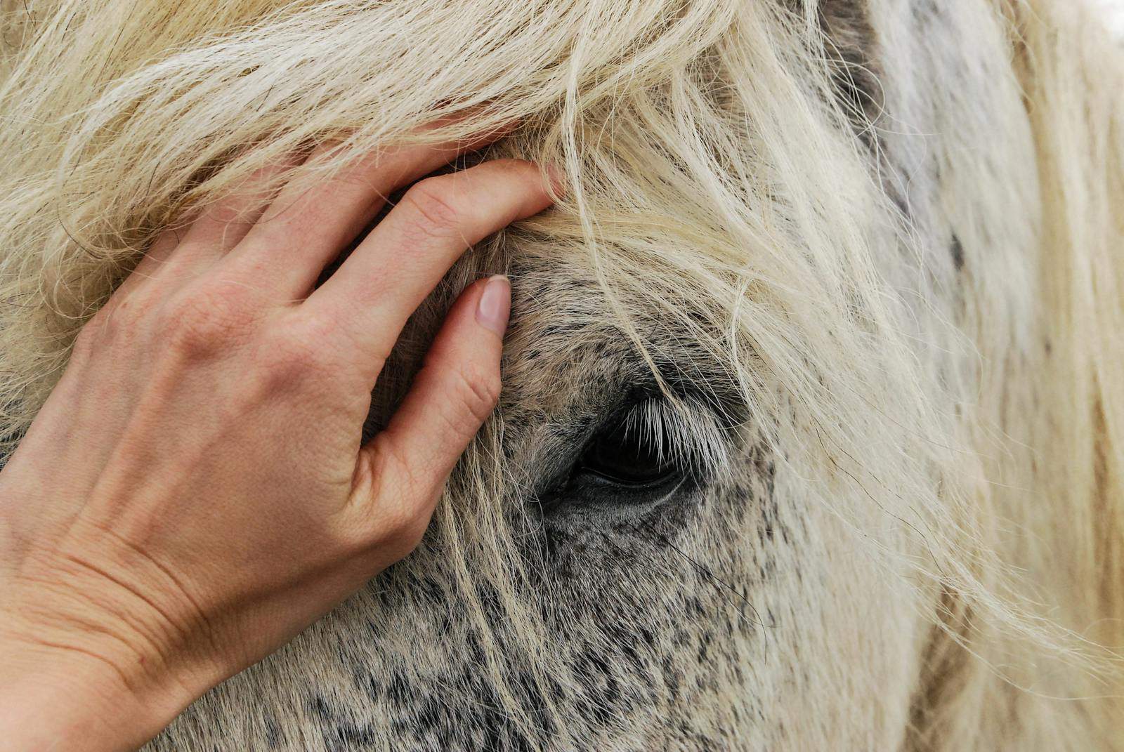 11 Animals That Can Recognize Themselves in a Mirror