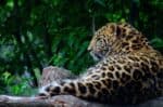 12 Incredibly Rare Animal Hybrids That Actually Exist - Animals Around ...